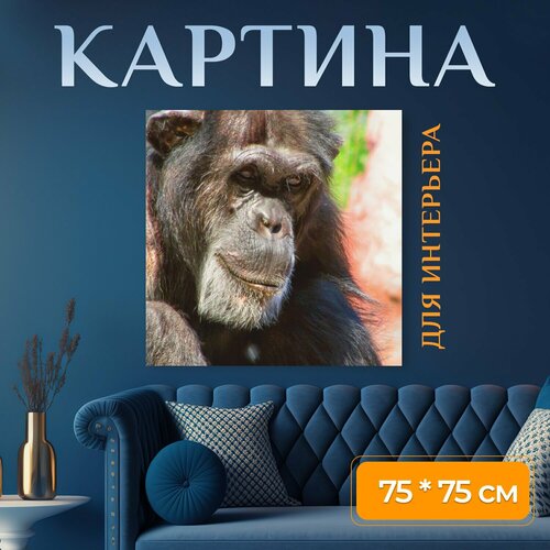 Картина на холсте "Обезьяна, шимпанзе, животное" на подрамнике 75х75 см. для интерьера