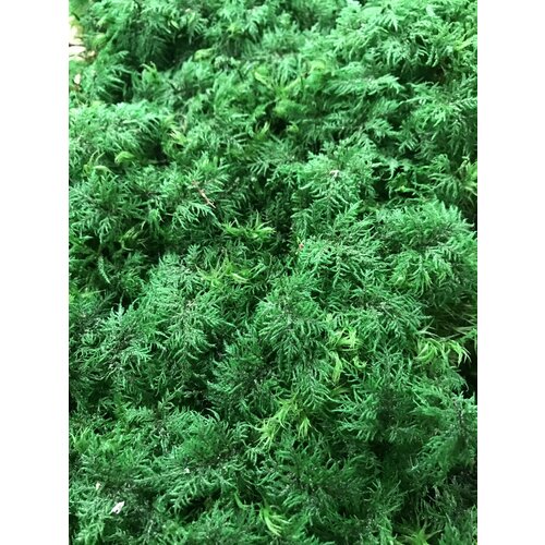 Стабилизированный мох папоротниковый зеленый для флористики/ фитодизайна/ озеленения интерьера/фитокартин/зеленых стен/декор для дома
