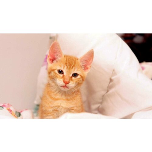 Картина на холсте 60x110 LinxOne "Cat котенок кошка кот рыжий" интерьерная для дома / на стену / на кухню / с подрамником