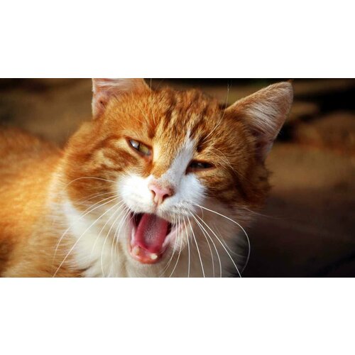 Картина на холсте 60x110 LinxOne "Кошка рыжий кот пасть зевок" интерьерная для дома / на стену / на кухню / с подрамником