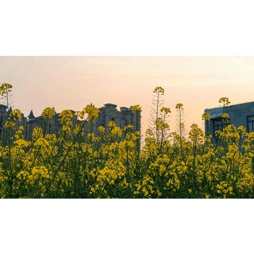 Картина на холсте 60x110 LinxOne "Цветы, желтый, здания, небо" интерьерная для дома / на стену / на кухню / с подрамником