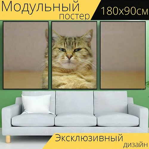 Модульный постер "Кошка, тигр, кот" 180 x 90 см. для интерьера