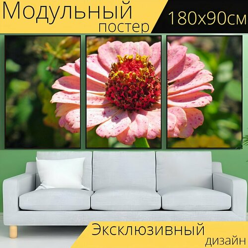 Модульный постер "Цинния, цветок, завод" 180 x 90 см. для интерьера