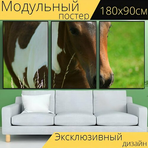 Модульный постер "Лошадь, конный спорт, пони" 180 x 90 см. для интерьера