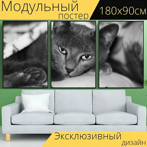 Модульный постер "Кот, кошка, котенок" 180 x 90 см. для интерьера