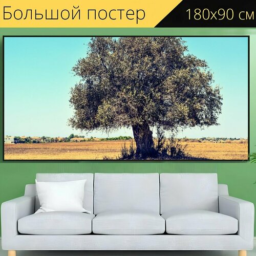 Большой постер "Оливковое дерево, поле, сельское хозяйство" 180 x 90 см. для интерьера