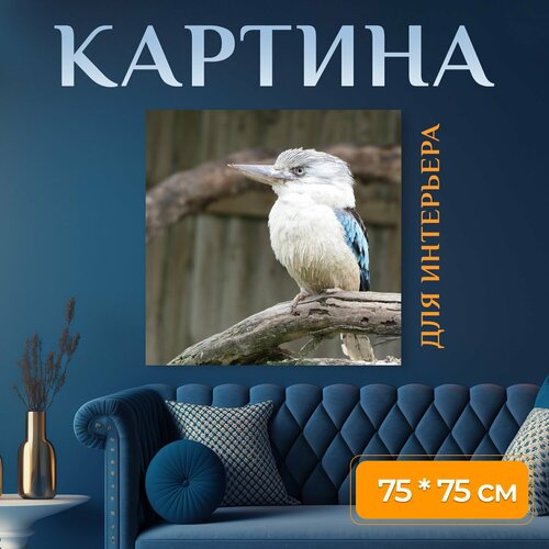 Картина на холсте "Кукабарра, птица, дикая природа" на подрамнике 75х75 см. для интерьера