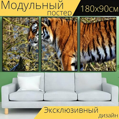 Модульный постер "Тигр, большой кот, хищник" 180 x 90 см. для интерьера