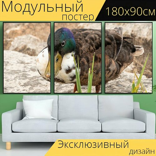 Модульный постер "Кряква, утка, животное" 180 x 90 см. для интерьера