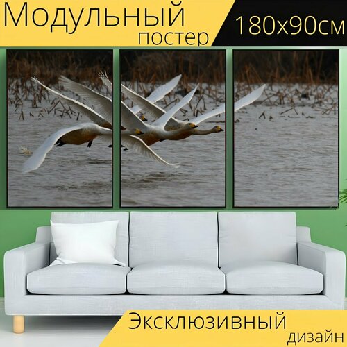 Модульный постер "Лебедь, природа, крайняя необходимость" 180 x 90 см. для интерьера