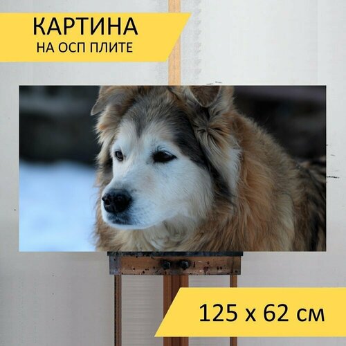 Картина на ОСП 125х62 см. "Собака, животное, мило" горизонтальная, для интерьера, с креплениями