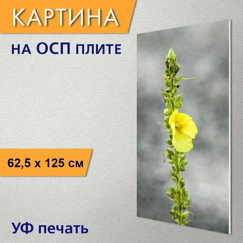 Вертикальная картина на ОСП "Коровяк, цвести, цветок" 62x125 см. для интерьериа