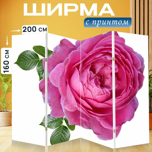 Ширма перегородка с принтом "Роза, розовый, цветок" на холсте - 200x160 см. для зонирования, раскладная