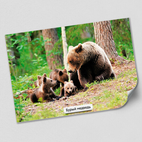Интерьерный постер, анималистичный плакат "Бурый медведь" / А-1 (84x60 см.)