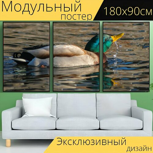 Модульный постер "Утка, птицы, монолитная часть вод" 180 x 90 см. для интерьера