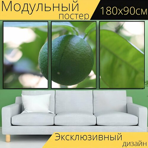 Модульный постер "Лайм, фрукты, свежий" 180 x 90 см. для интерьера