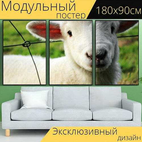 Модульный постер "Овец, ферма, животное" 180 x 90 см. для интерьера