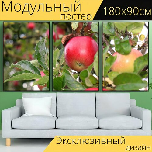 Модульный постер "Яблоко, яблоня, фрукты" 180 x 90 см. для интерьера