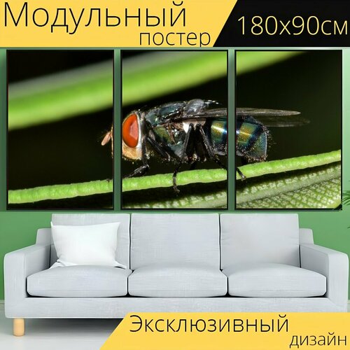 Модульный постер "Летать, комнатная муха, насекомое" 180 x 90 см. для интерьера