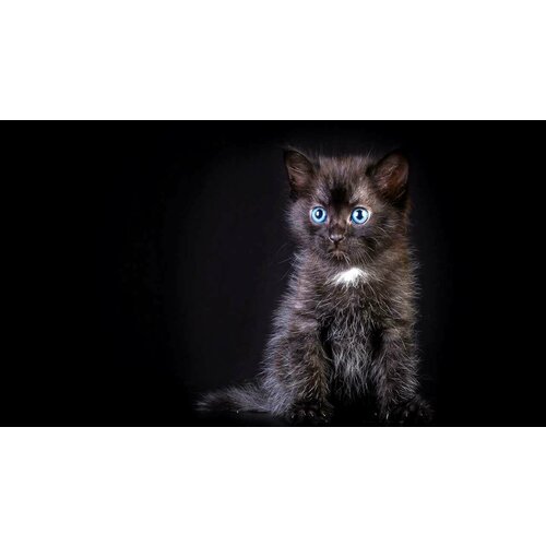Картина на холсте 110x60 LinxOne "Кошка черный котенок взгляд" интерьерная для дома / на стену / на кухню / с подрамником