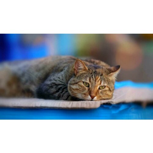Картина на холсте 110x60 LinxOne "Кошка взгляд котейка мордочка кот" интерьерная для дома / на стену / на кухню / с подрамником