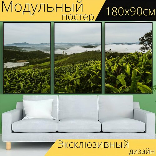 Модульный постер "Холм, чайная плантация, поле" 180 x 90 см. для интерьера