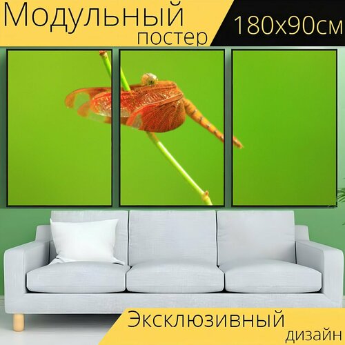 Модульный постер "Стрекоза, летать, бабочка" 180 x 90 см. для интерьера