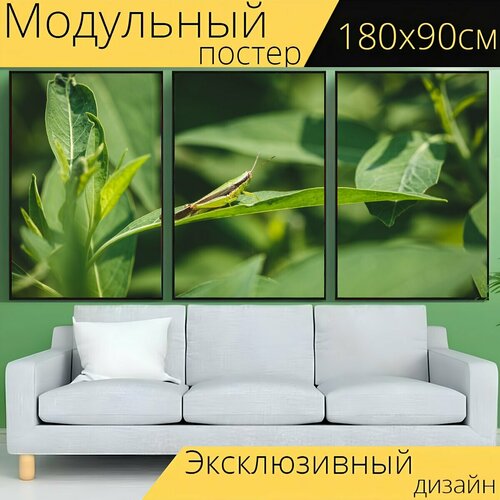 Модульный постер "Кузнечик, зеленый, насекомое" 180 x 90 см. для интерьера