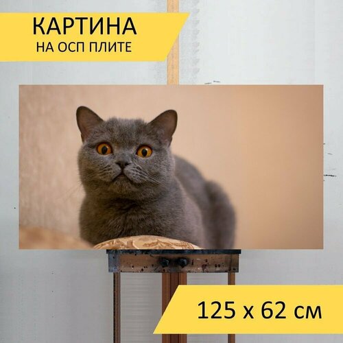 Картина на ОСП 125х62 см. "Кошка, британская короткошерстная кошка, порода" горизонтальная, для интерьера, с креплениями
