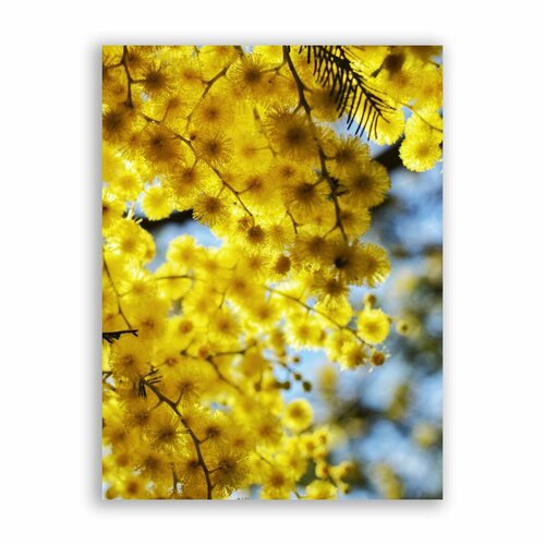 Постер цветы на бумаге / Мимоза / Размер 40 x 53 см
