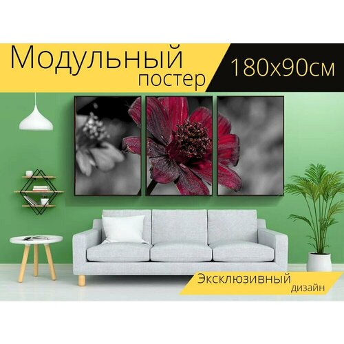 Модульный постер "Космея, шоколадный цветок, цвести" 180 x 90 см. для интерьера