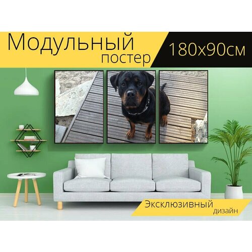 Модульный постер "Ротвейлер, собака, животное" 180 x 90 см. для интерьера