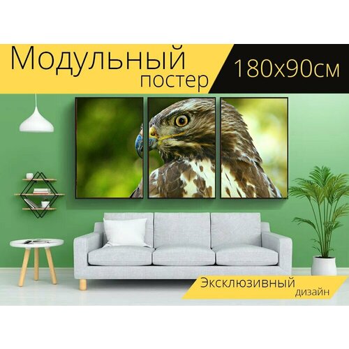 Модульный постер "Канюк, птица, хищник" 180 x 90 см. для интерьера