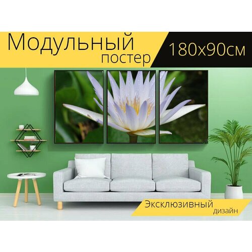 Модульный постер "Водное растение, белая лилия, карибский бассейн" 180 x 90 см. для интерьера
