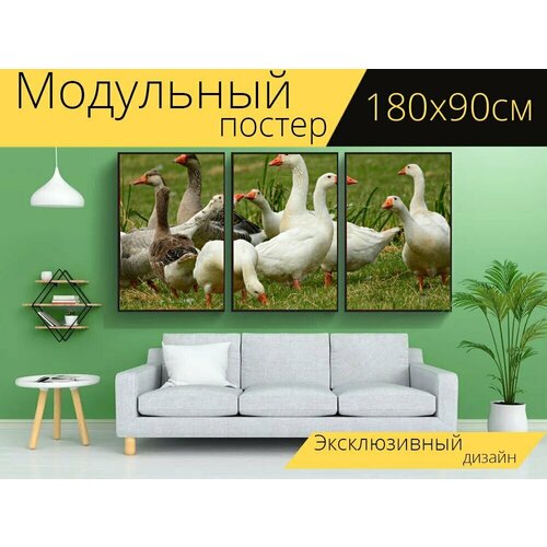 Модульный постер "Гусь, водоплавающая птица, животное" 180 x 90 см. для интерьера