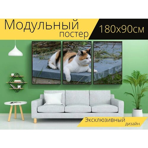 Модульный постер "Кот, трехцветный, домашняя кошка" 180 x 90 см. для интерьера