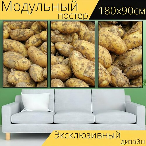 Модульный постер "Картошка, новый урожай, еда" 180 x 90 см. для интерьера