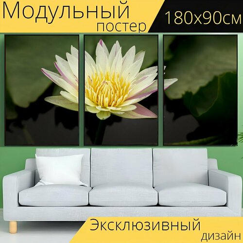Модульный постер "Кувшинка, кубышка желтая, водное растение" 180 x 90 см. для интерьера