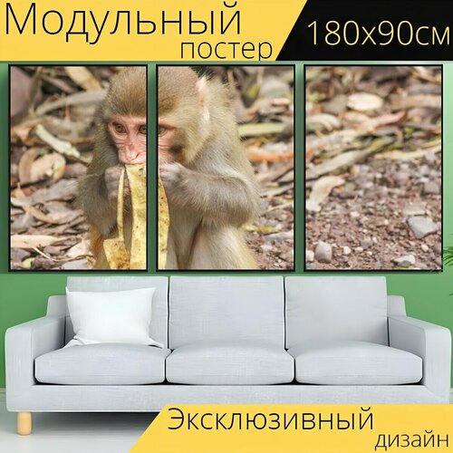 Модульный постер "Макака, обезьяна, животное" 180 x 90 см. для интерьера