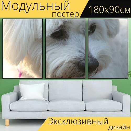 Модульный постер "Собака, пушистый, белый" 180 x 90 см. для интерьера