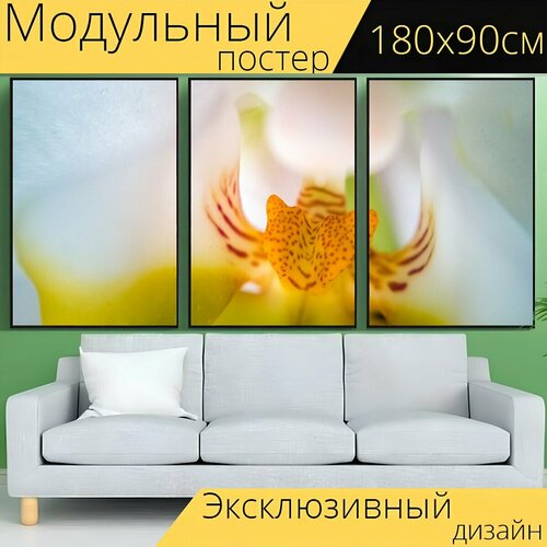 Модульный постер "Орхидея, цветок, лепестки" 180 x 90 см. для интерьера