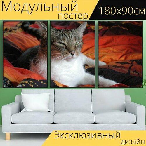 Модульный постер "Кот, домашнее животное, домашняя кошка" 180 x 90 см. для интерьера