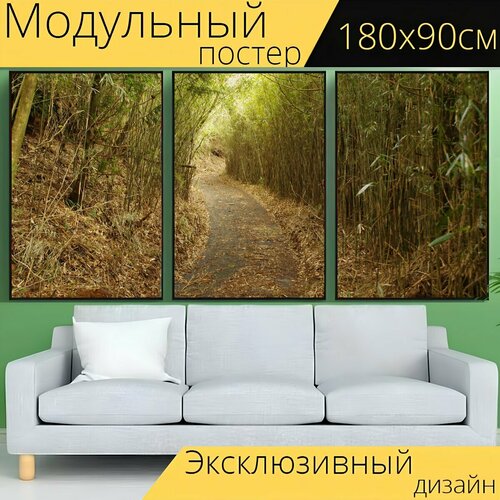 Модульный постер "Бамбуковый лес, лесная дорога, бамбук" 180 x 90 см. для интерьера