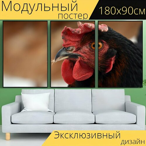Модульный постер "Курица, петух, петушиный гребень" 180 x 90 см. для интерьера