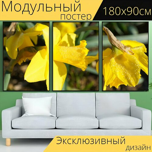 Модульный постер "Нарциссы, цветок, желтый" 180 x 90 см. для интерьера