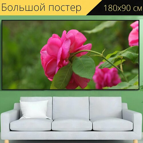 Большой постер "Роза, сад, розовый" 180 x 90 см. для интерьера