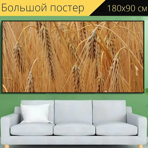 Большой постер "Зерно, зерновое поле, сельское хозяйство" 180 x 90 см. для интерьера