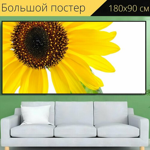 Большой постер "Подсолнух, цветок, летом" 180 x 90 см. для интерьера