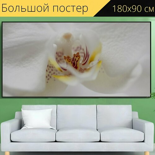 Большой постер "Белый, белая орхидея, цветок" 180 x 90 см. для интерьера