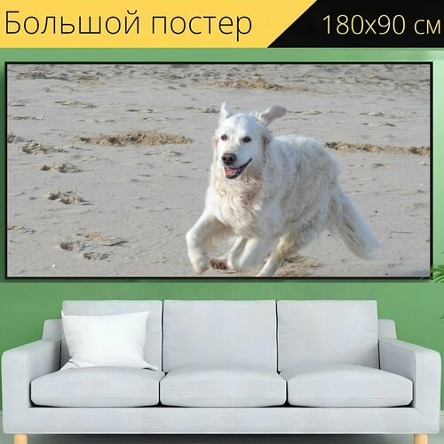 Большой постер "Золотистый ретривер, собака, пляж" 180 x 90 см. для интерьера